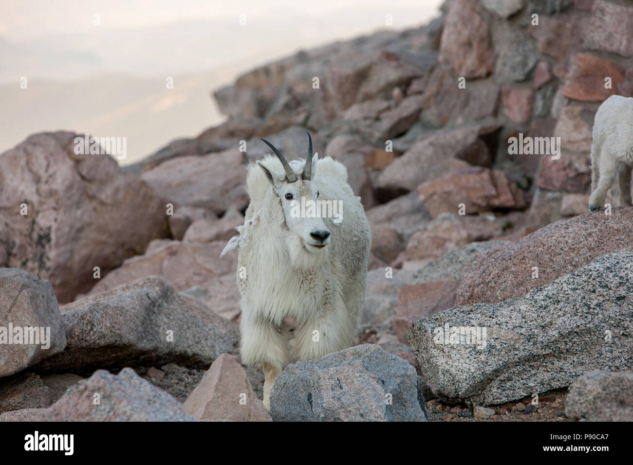 Goat on rocks hi-res stock photography and images - Alamy