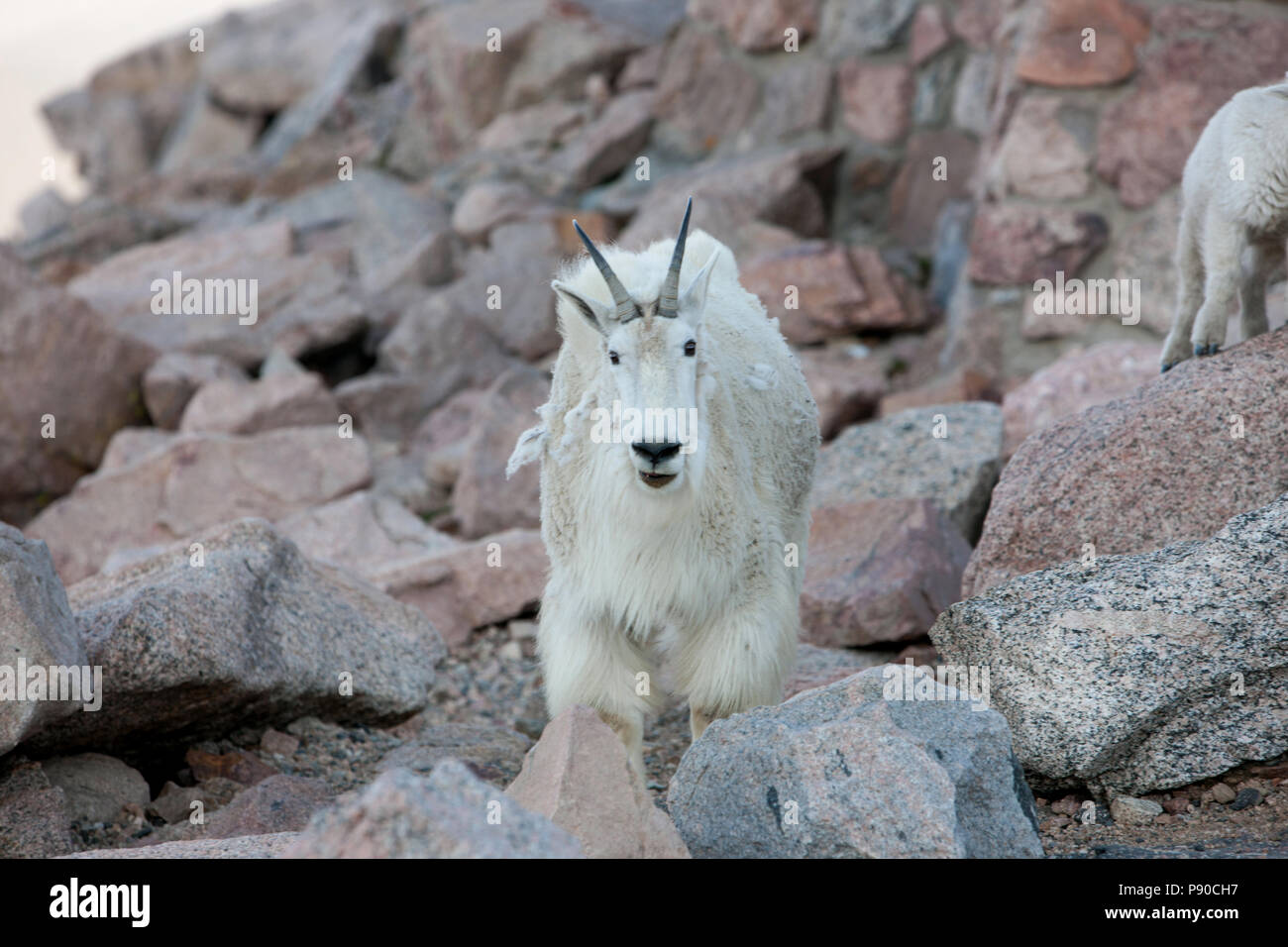Mt Evans mountain goat on rocks Stock Photo - Alamy