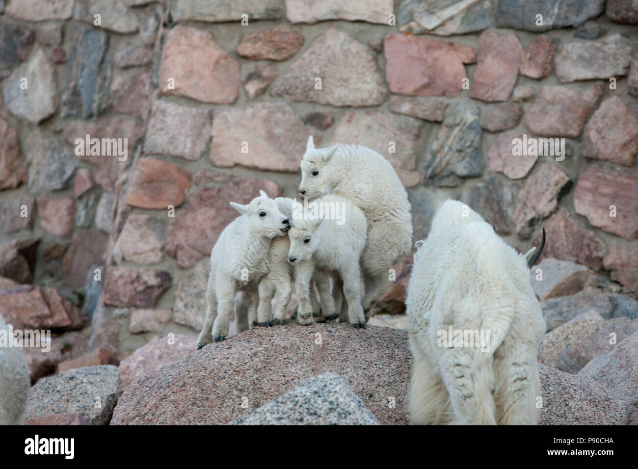 Mt Evans baby mountain goats at summit Stock Photo - Alamy