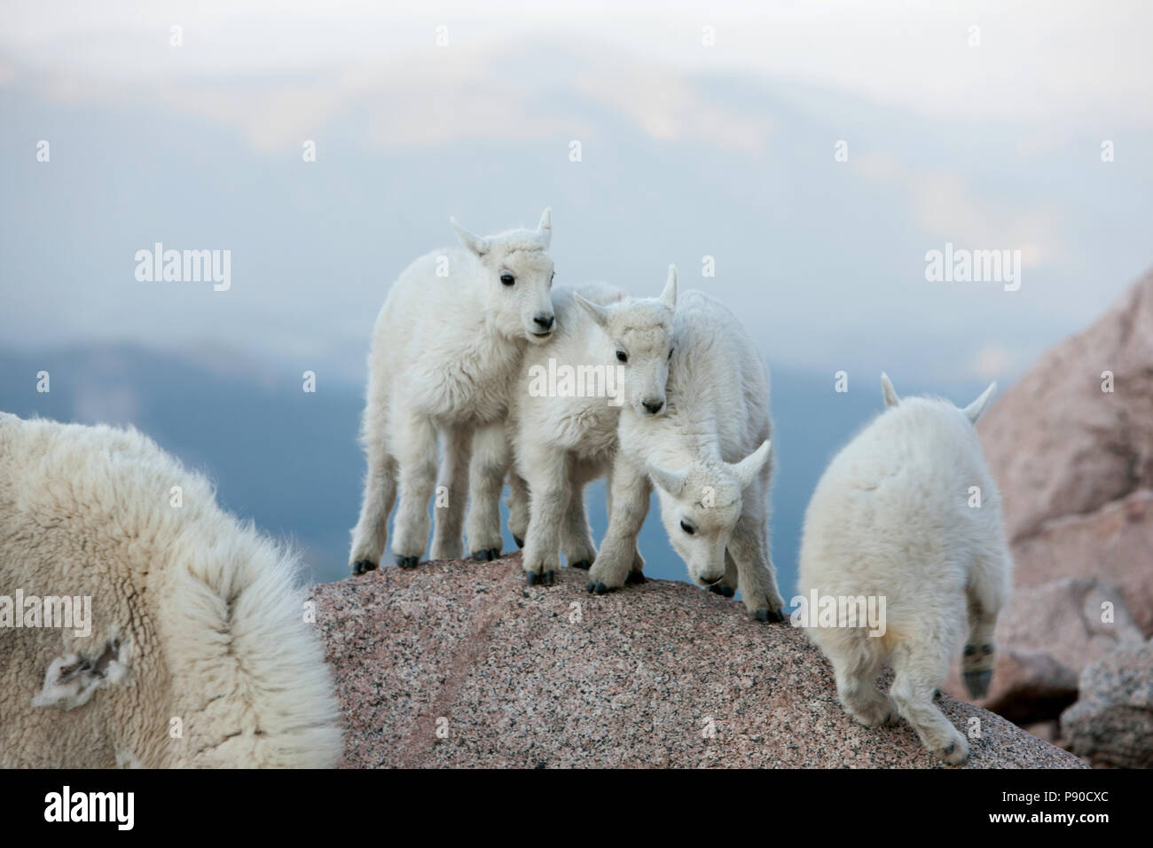 Mt Evans baby mountain goats at summit Stock Photo - Alamy