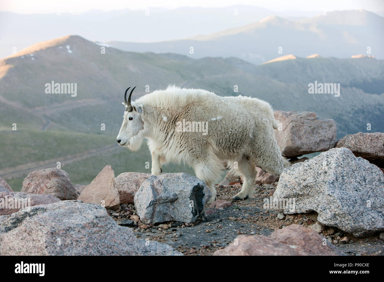 Mt Evans mountain goat at summit Stock Photo - Alamy