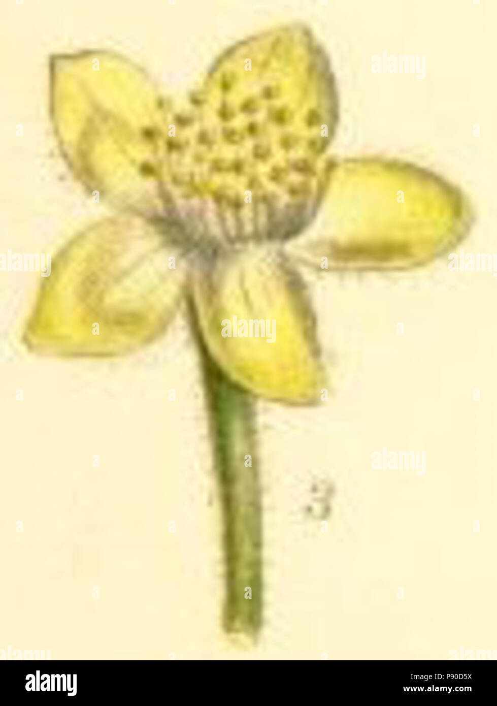 Kronblad High Resolution Stock Photography and Images - Alamy