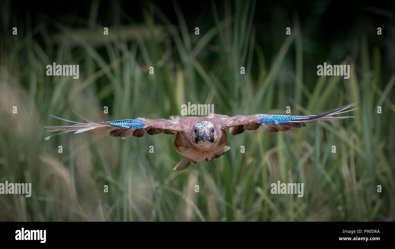 Jay In Flight High Resolution Stock Photography and Images - Alamy