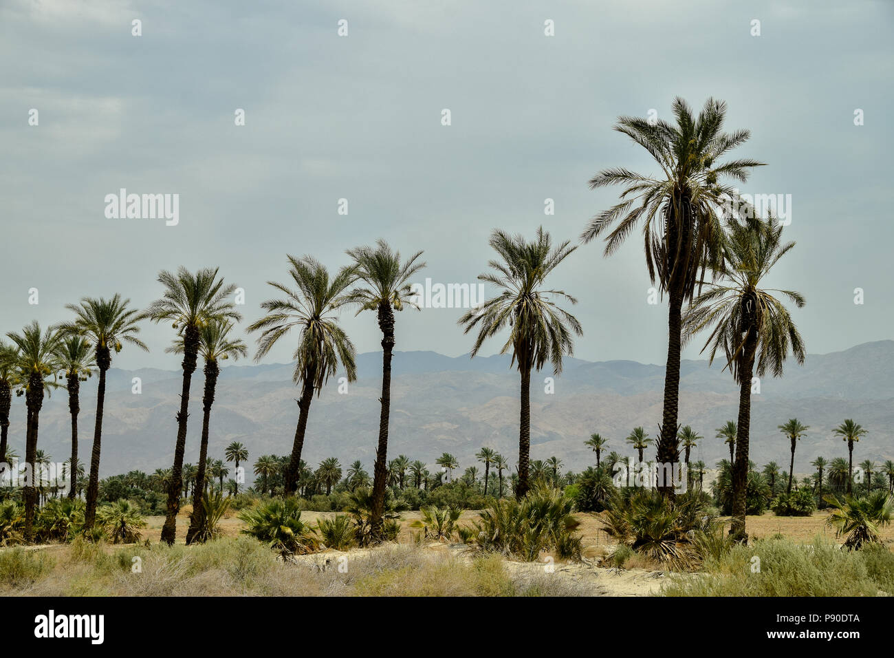 Coachella palm trees Stock Photo - Alamy