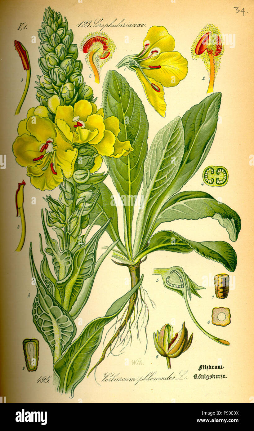 Verbascum plant hi-res stock photography and images - Alamy