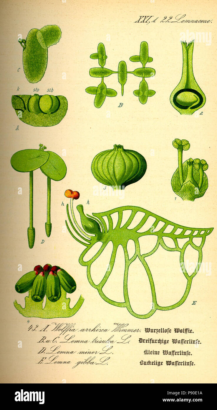 Wolffia hi-res stock photography and images - Alamy