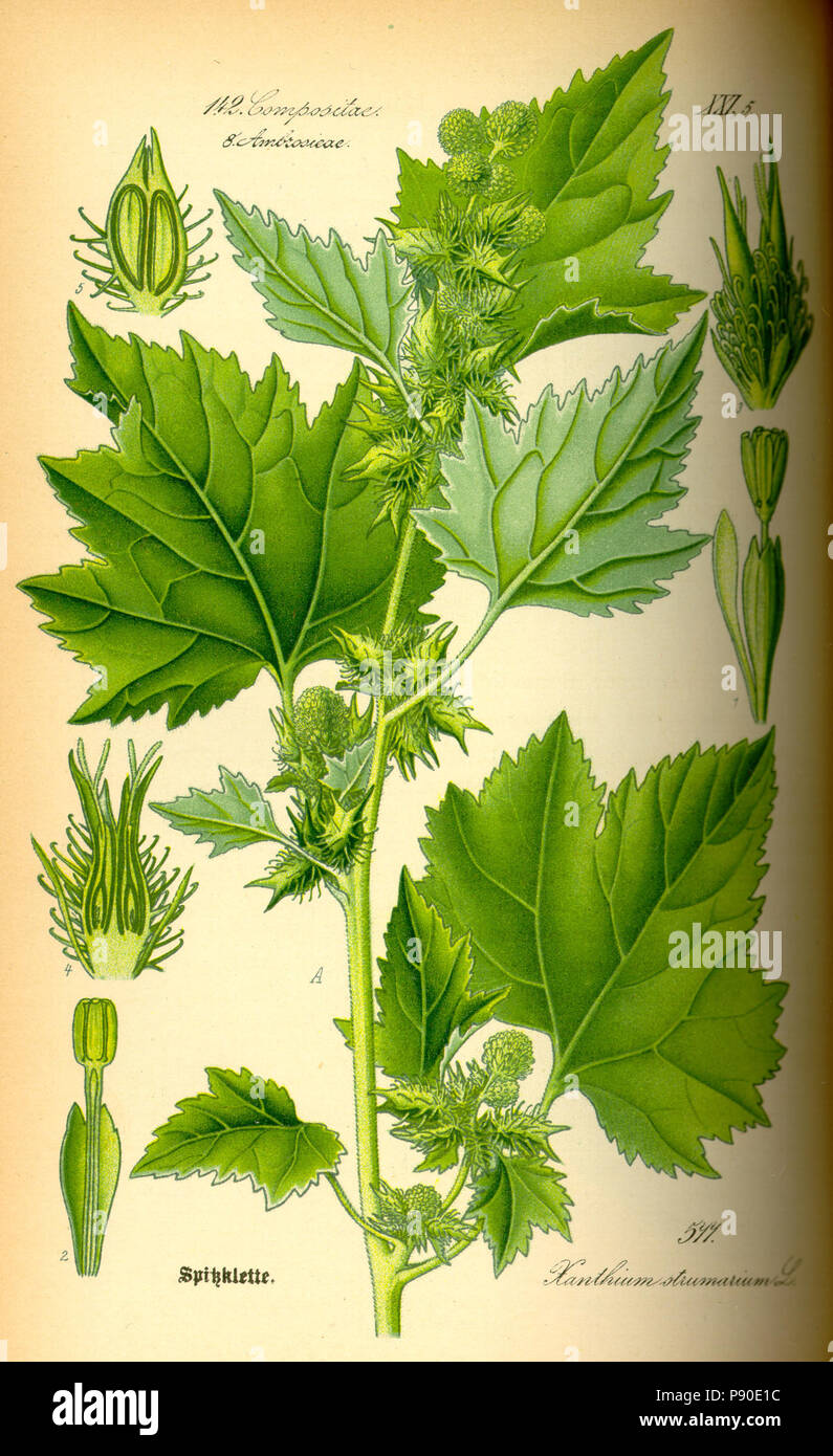 Medical botany illustration hi-res stock photography and images - Alamy