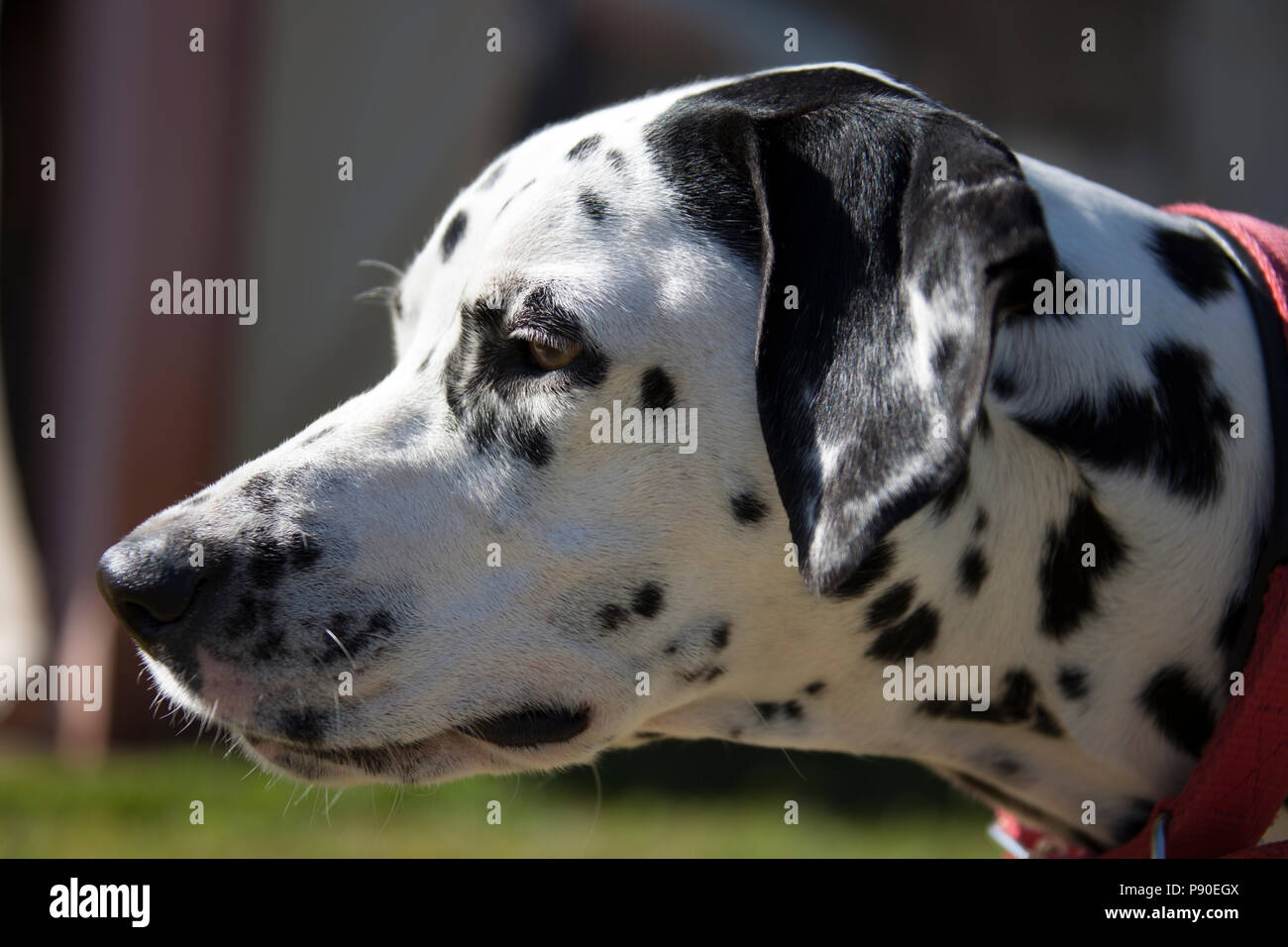101 dalmatian hi-res stock photography and images - Alamy