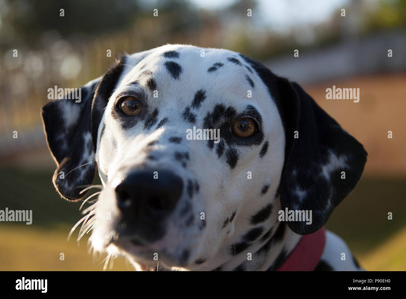 101 dalmatian dalmatians hi-res stock photography and images - Alamy