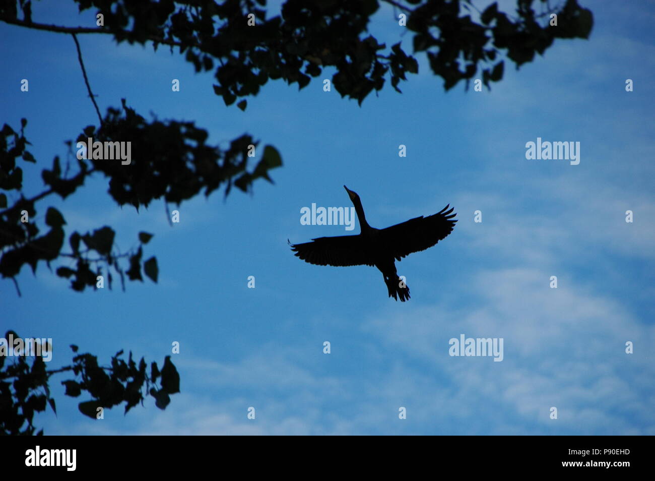 black bird in flight Stock Photo - Alamy