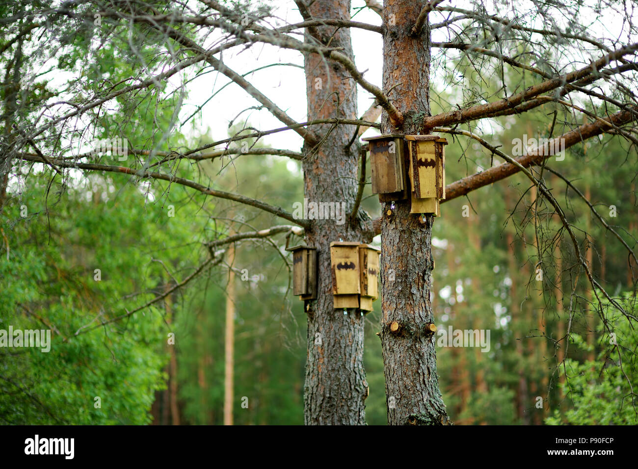 Bat boxes hi-res stock photography and images - Alamy
