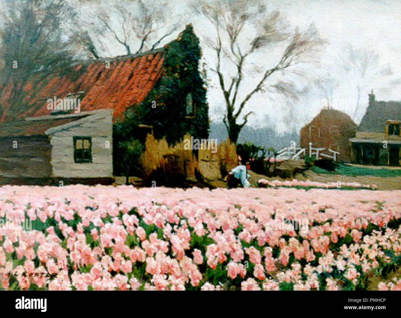 Koster plant hi-res stock photography and images - Alamy