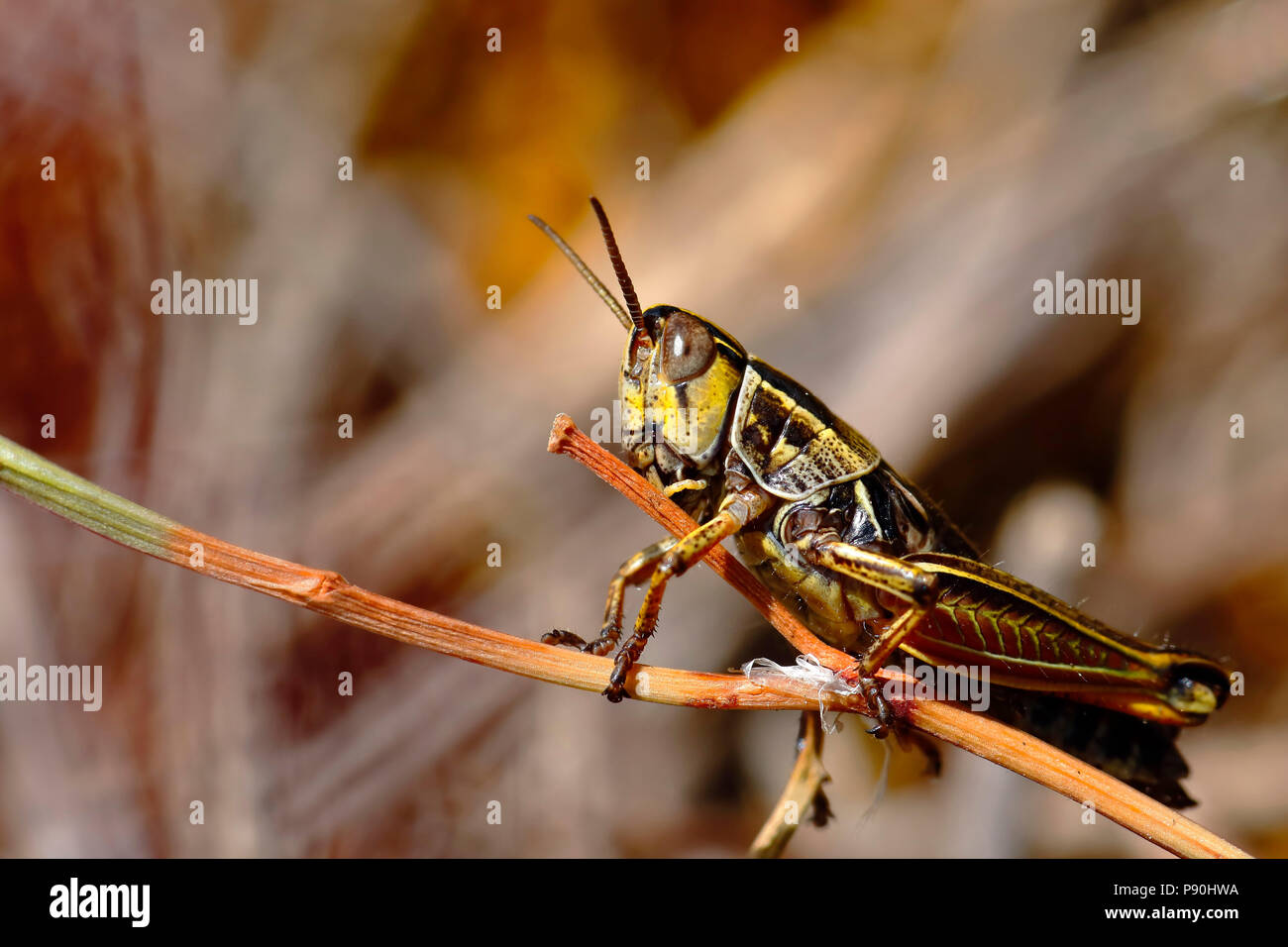 Common mountain grasshopper hi-res stock photography and images - Alamy