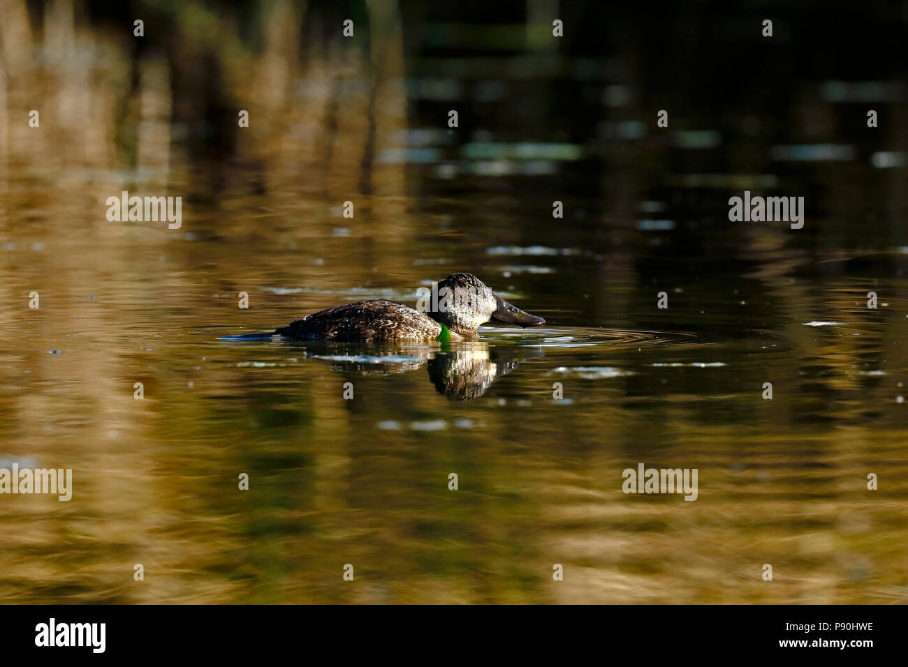 Wide-billed frog duck (Oxyura ferruginea) swimming lonely. Junín - Perú ...