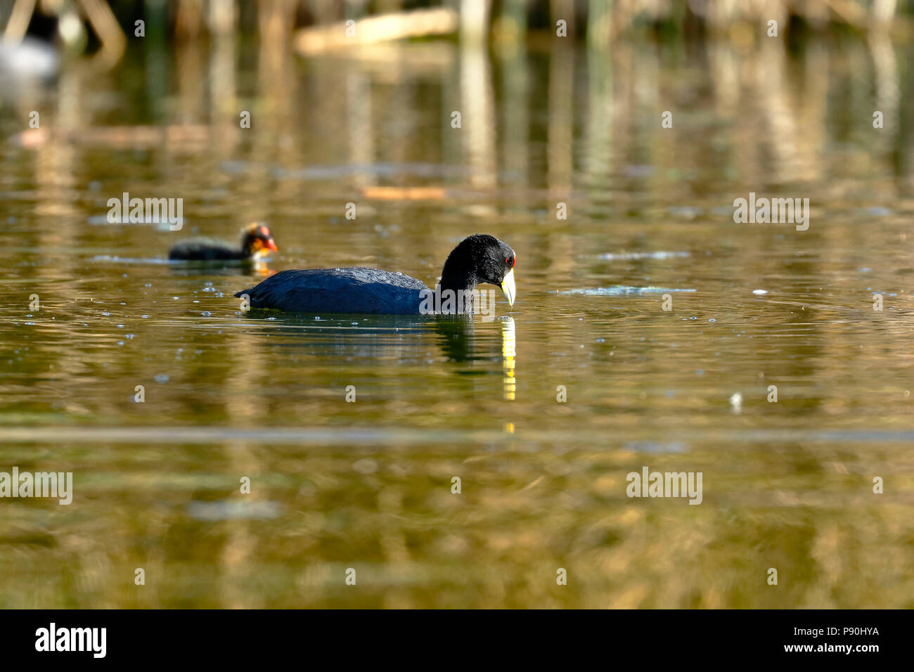 Maternal bird behavior hi-res stock photography and images - Alamy