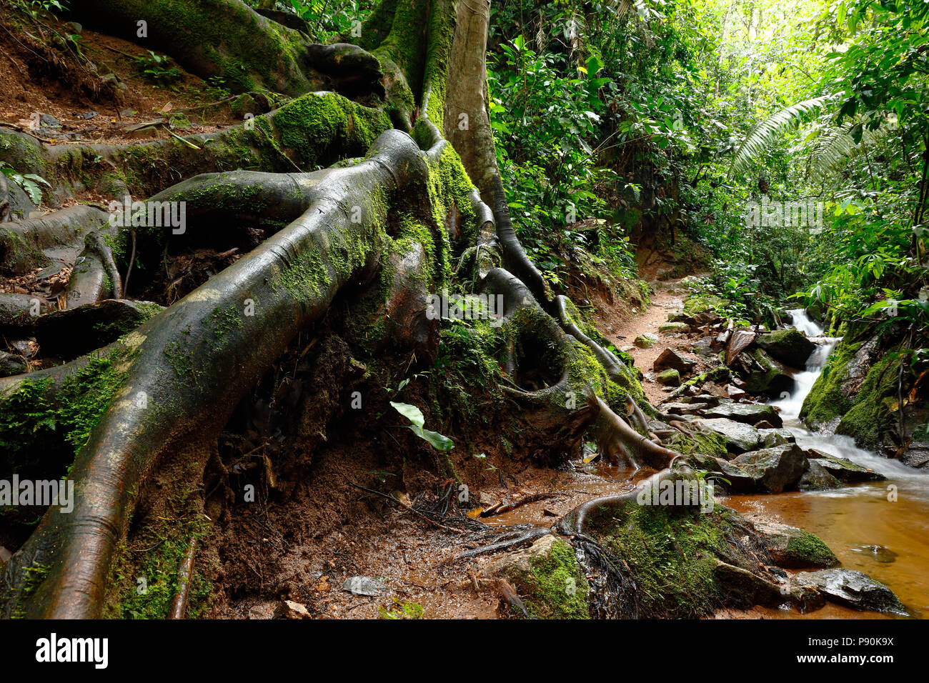 Tree roots inside the deep jungle. Chanchamayo - Peru Stock Photo - Alamy