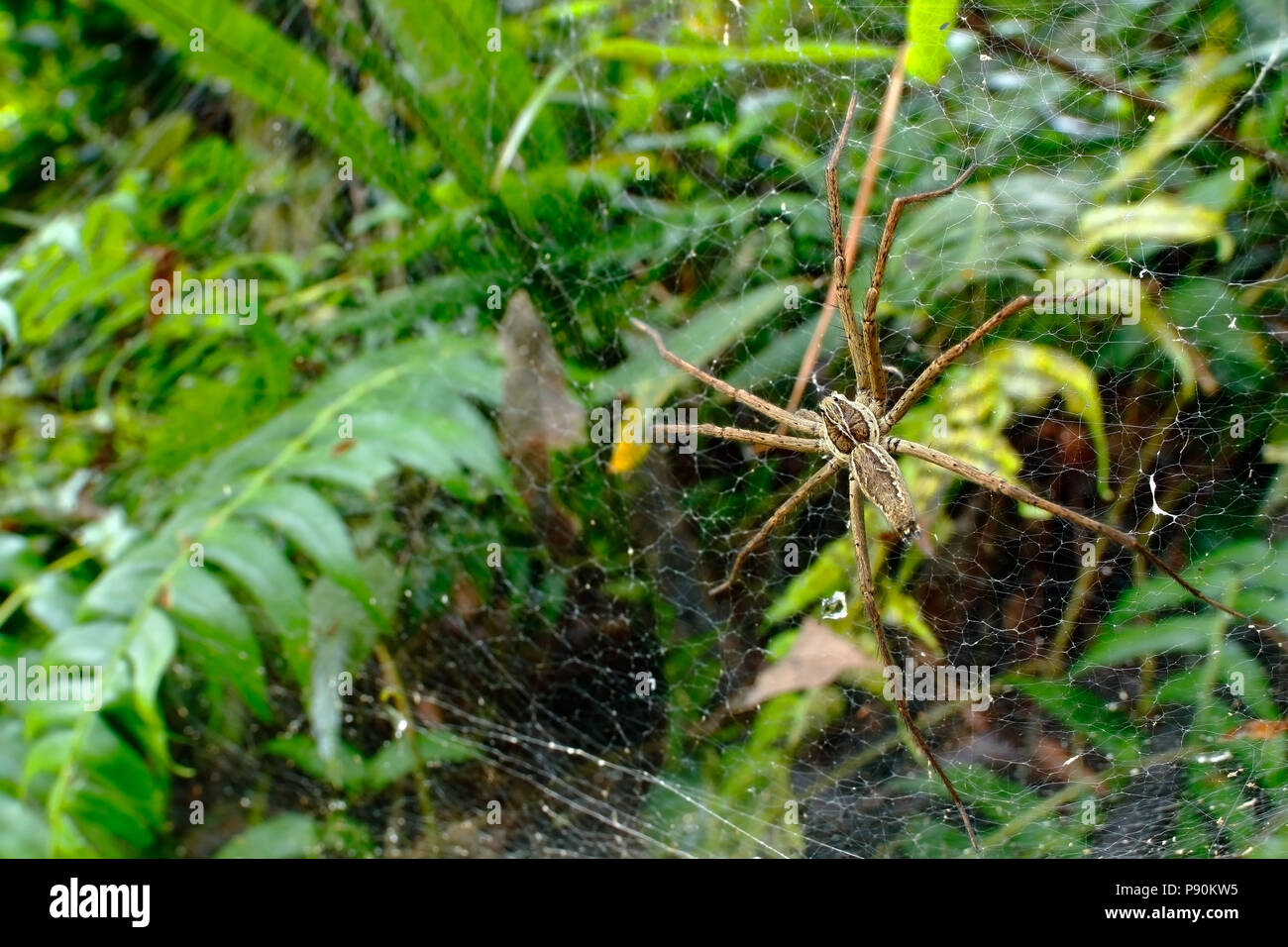 Wolf spider (lycosidae) perched on its web. Chanchamayo - Peru Stock ...