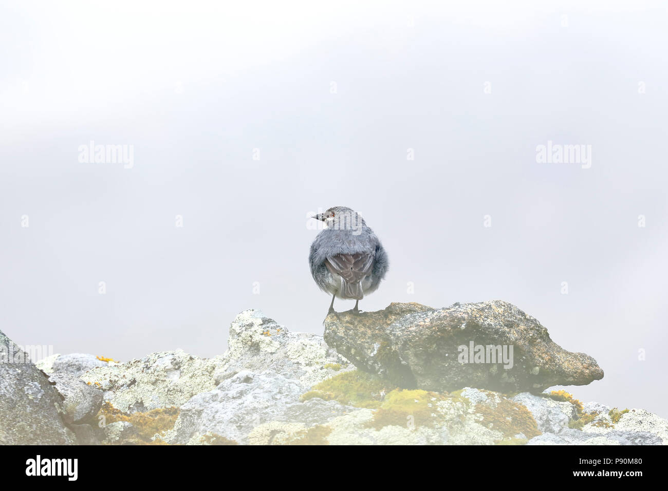 Small bird called White-winged Diuca (Diuca speculifera) perched on a ...