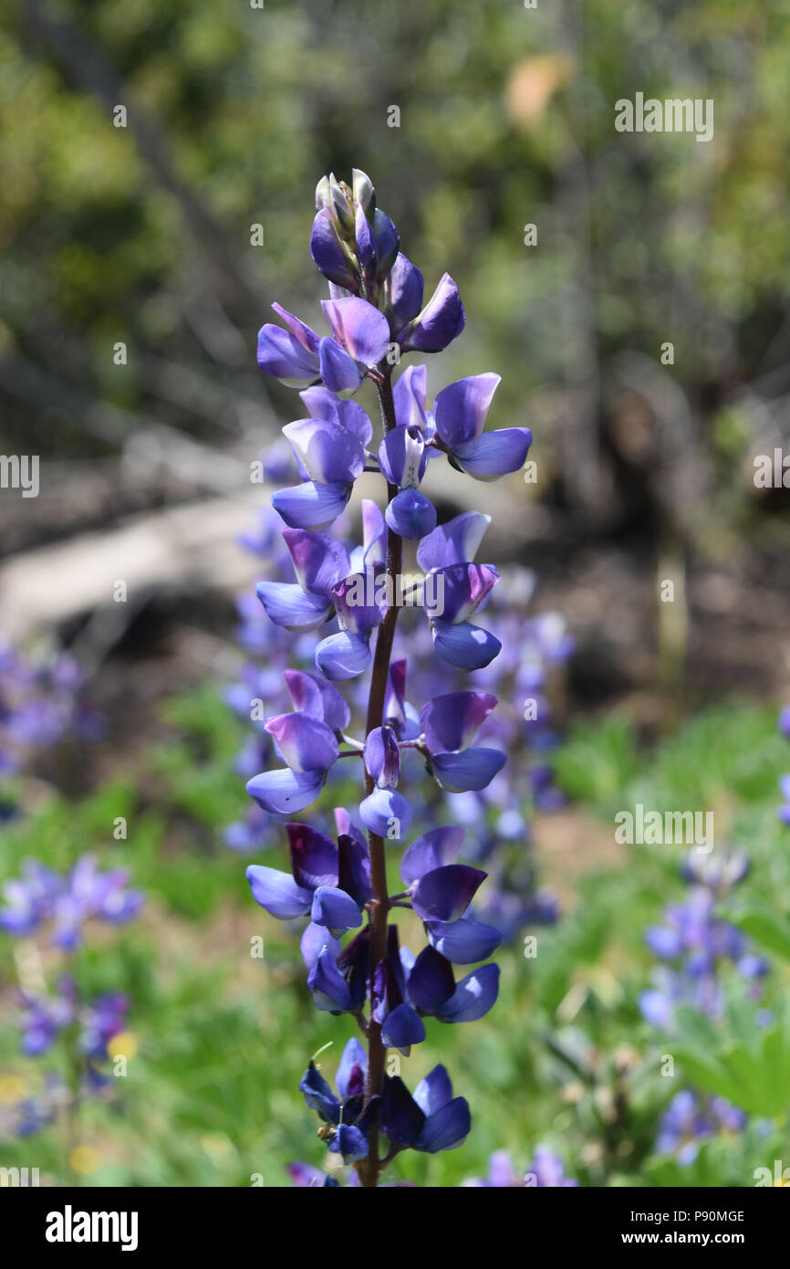 Lupins in full bloom hi-res stock photography and images - Alamy