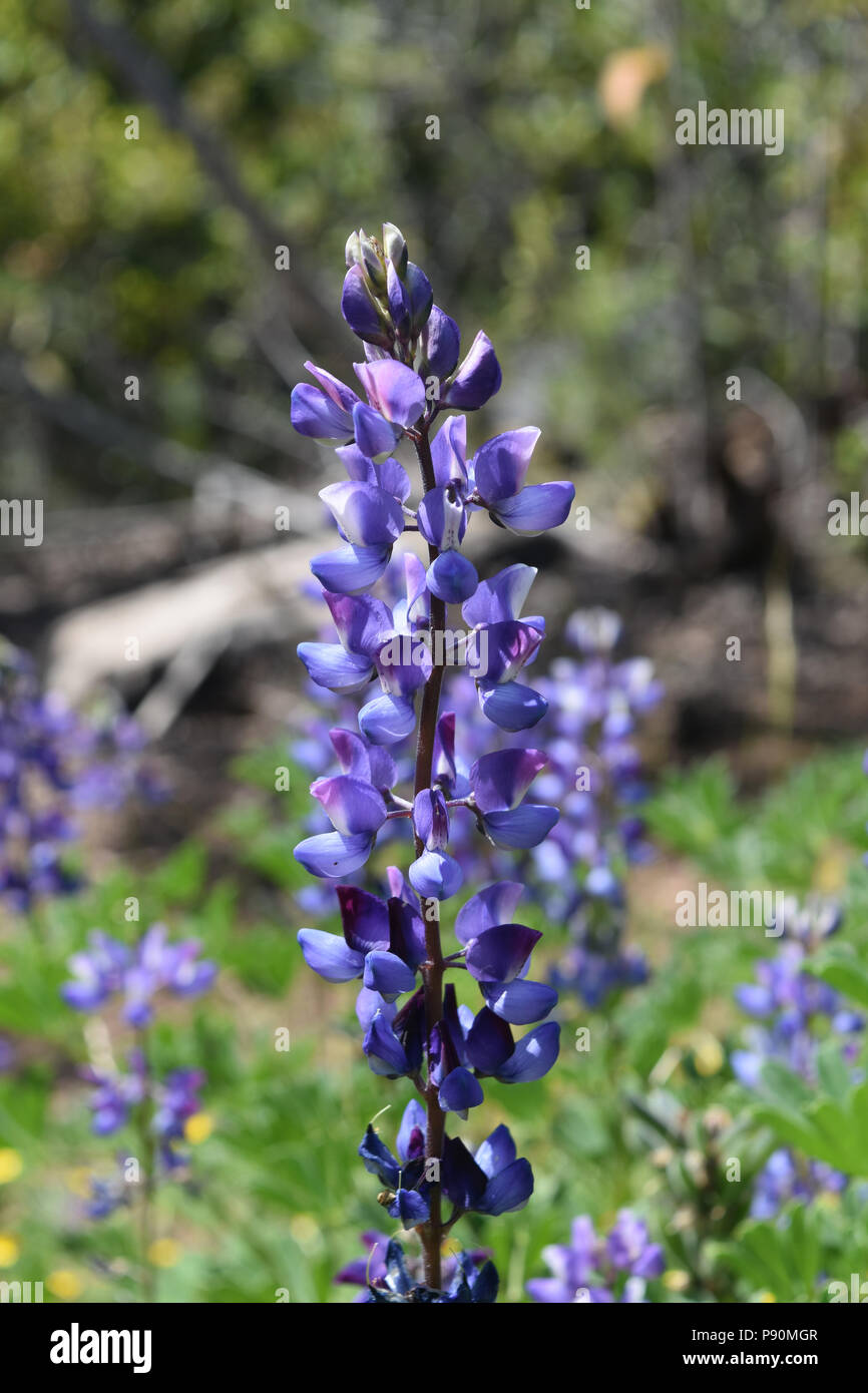 Beautiful lupin flower in a field of wild flowers Stock Photo - Alamy
