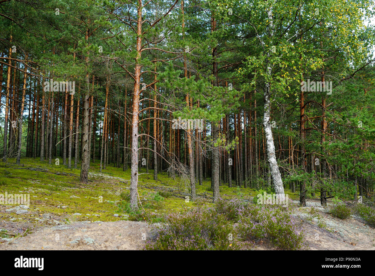 Beautiful mixed pine and deciduous forest, Lithuania, Europe Stock ...