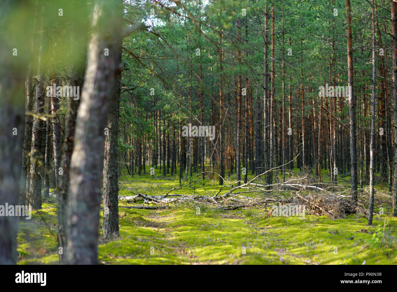 Beautiful mixed pine and deciduous forest, Lithuania, Europe Stock ...