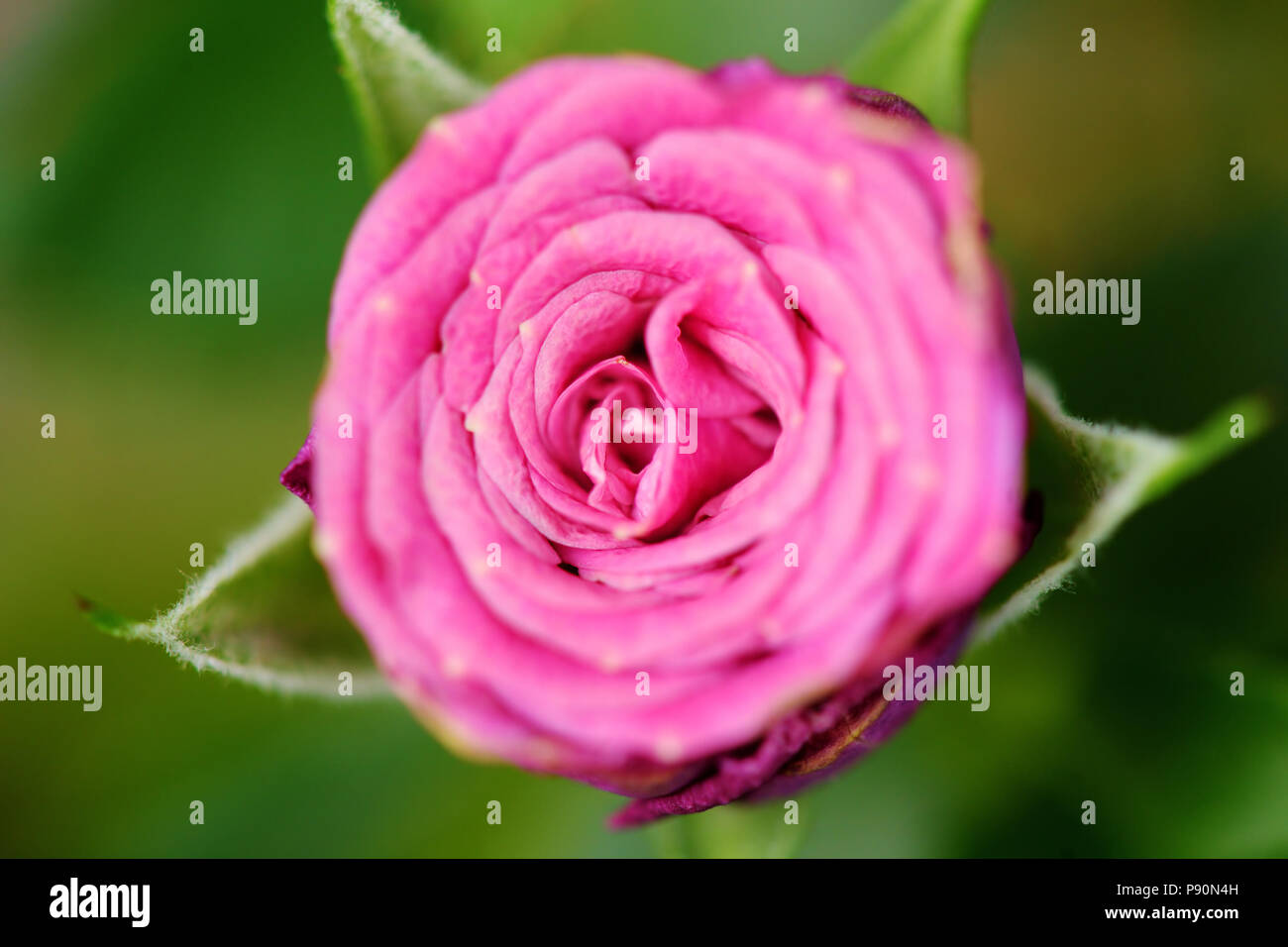 Beautiful pink rose close hi-res stock photography and images - Alamy