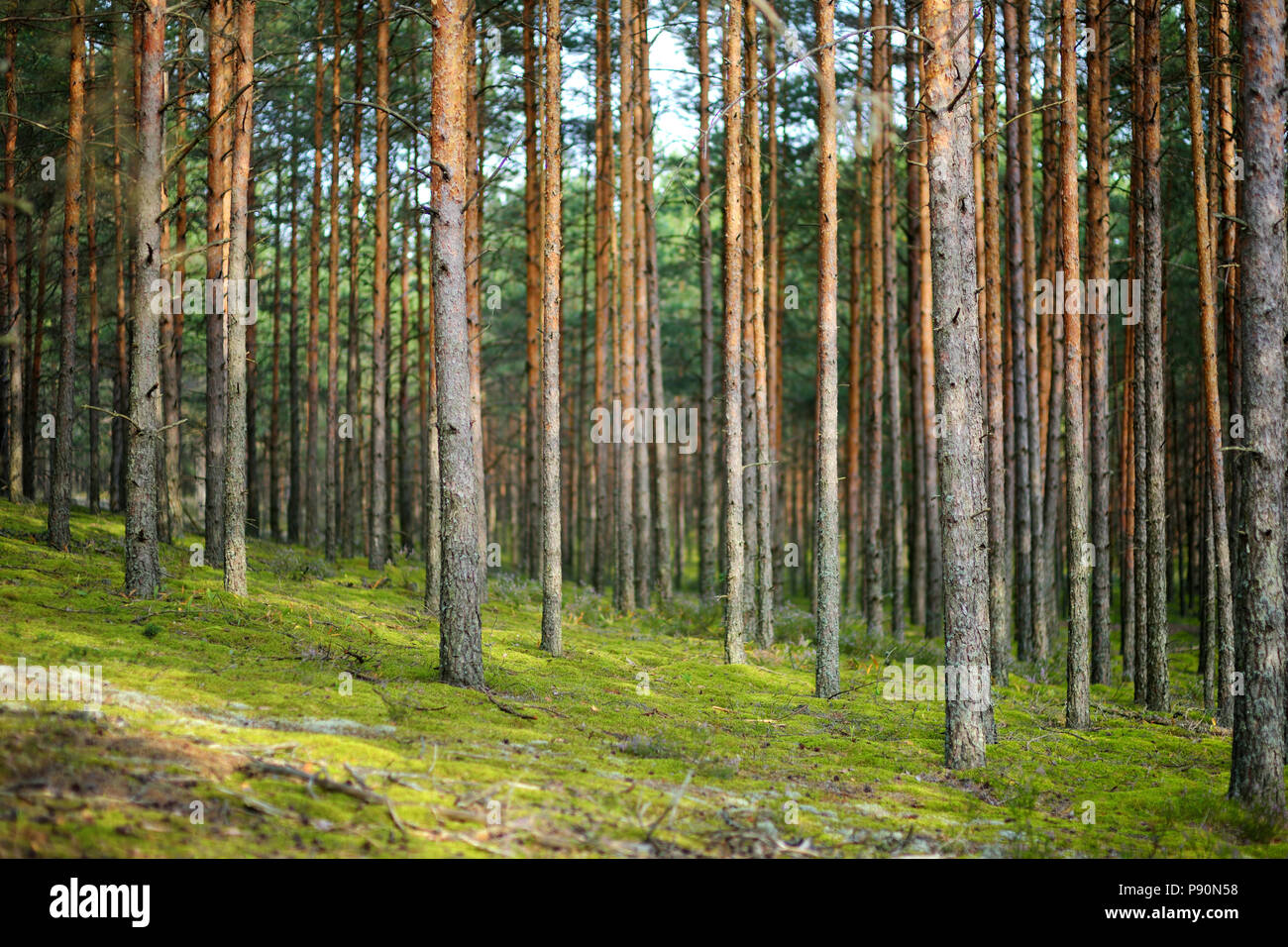 Beautiful mixed pine and deciduous forest, Lithuania, Europe Stock ...
