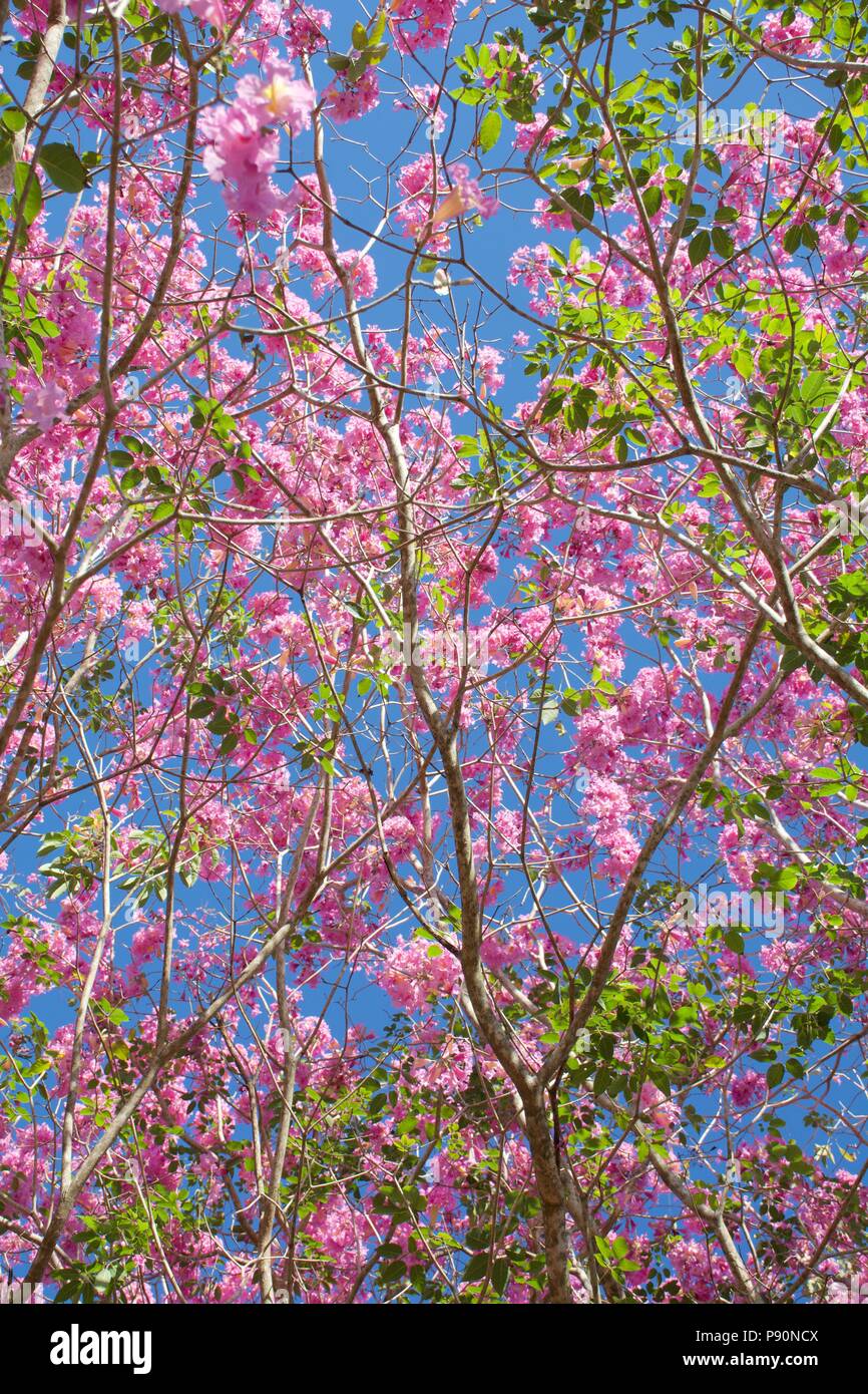 Beautiful flowers of the tropical Pink Trumpet Tree (Tabebuia ...