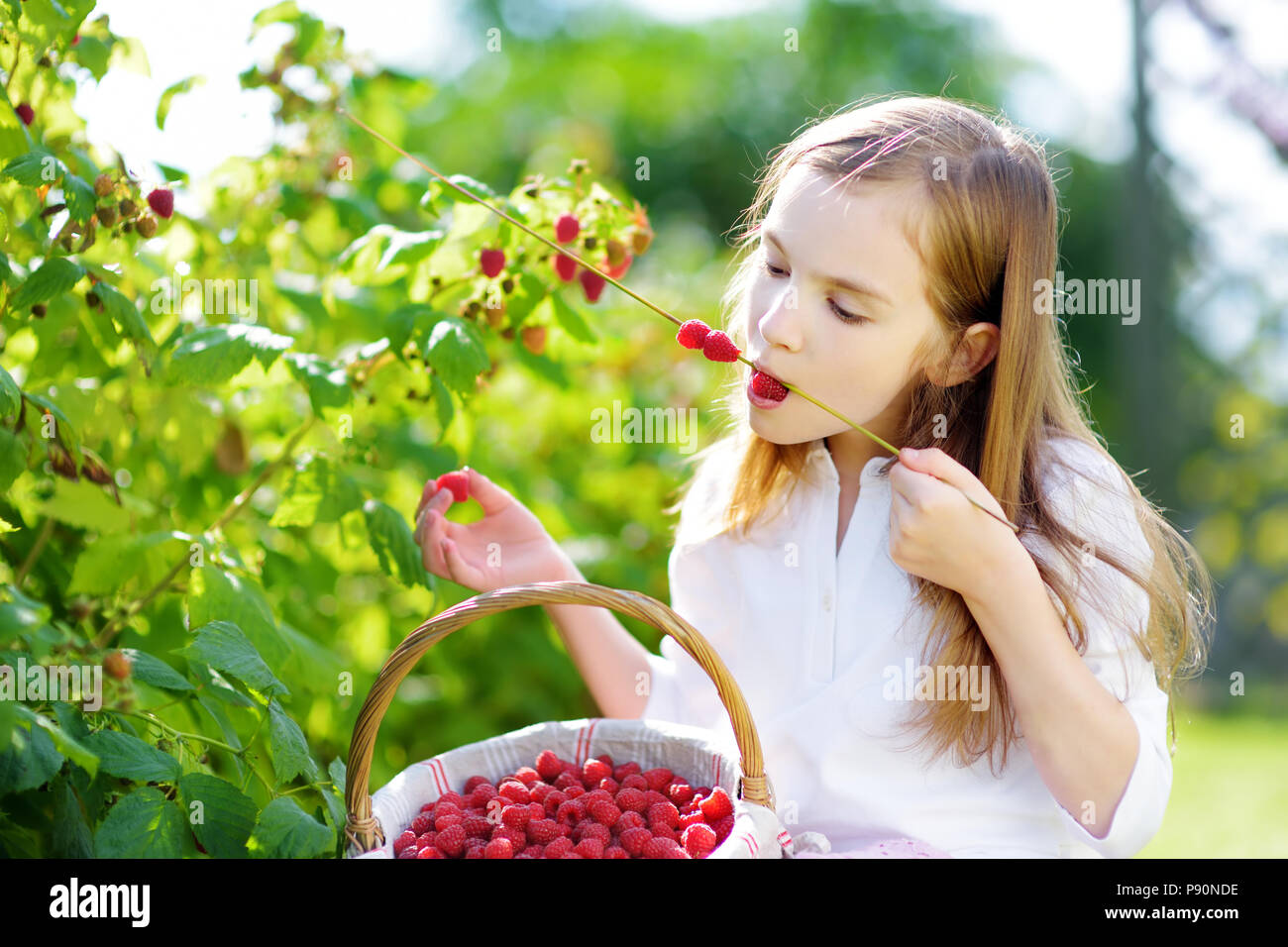 Cute little girl picking fresh berries on organic raspberry farm on ...