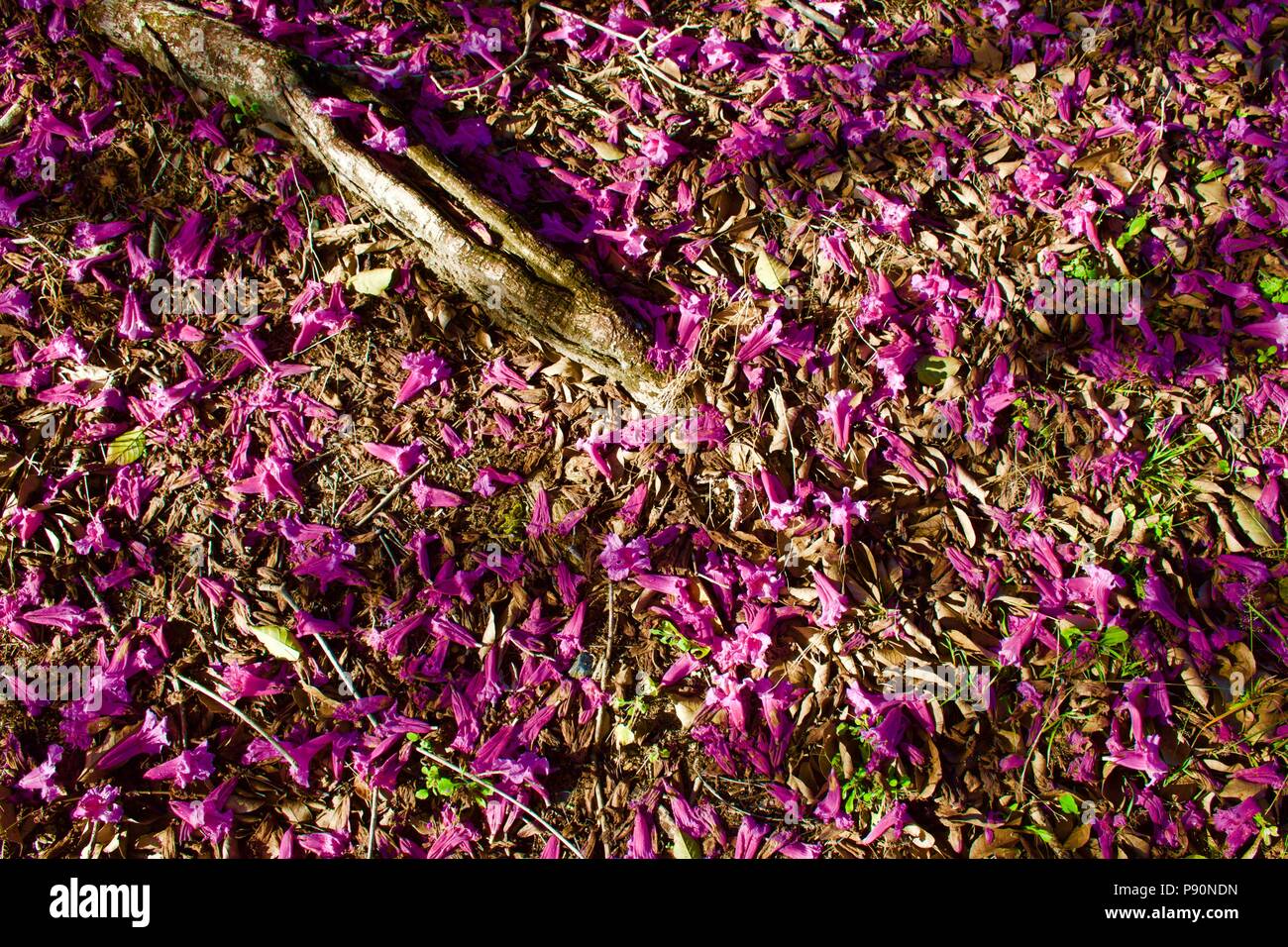 Tabebuia trees hi-res stock photography and images - Alamy