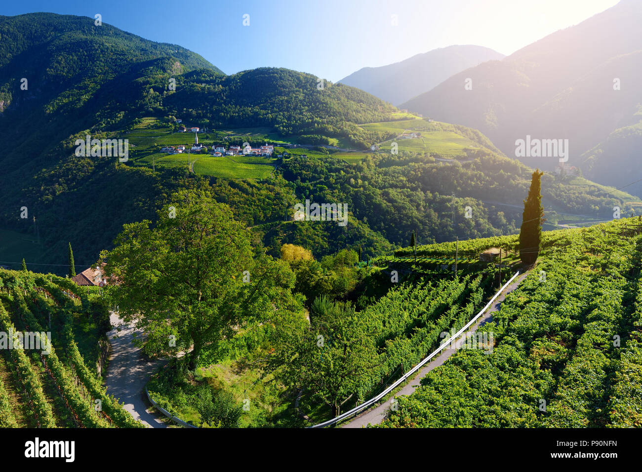 Scenic view of vineyards and apple tree orachards in Trentino-Alto ...