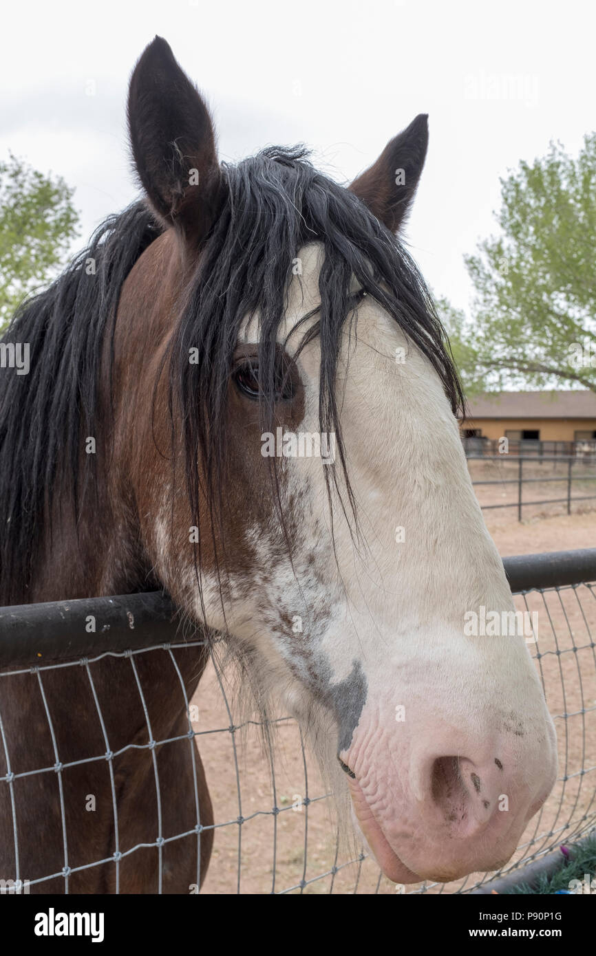 horse head portrait Stock Photo - Alamy