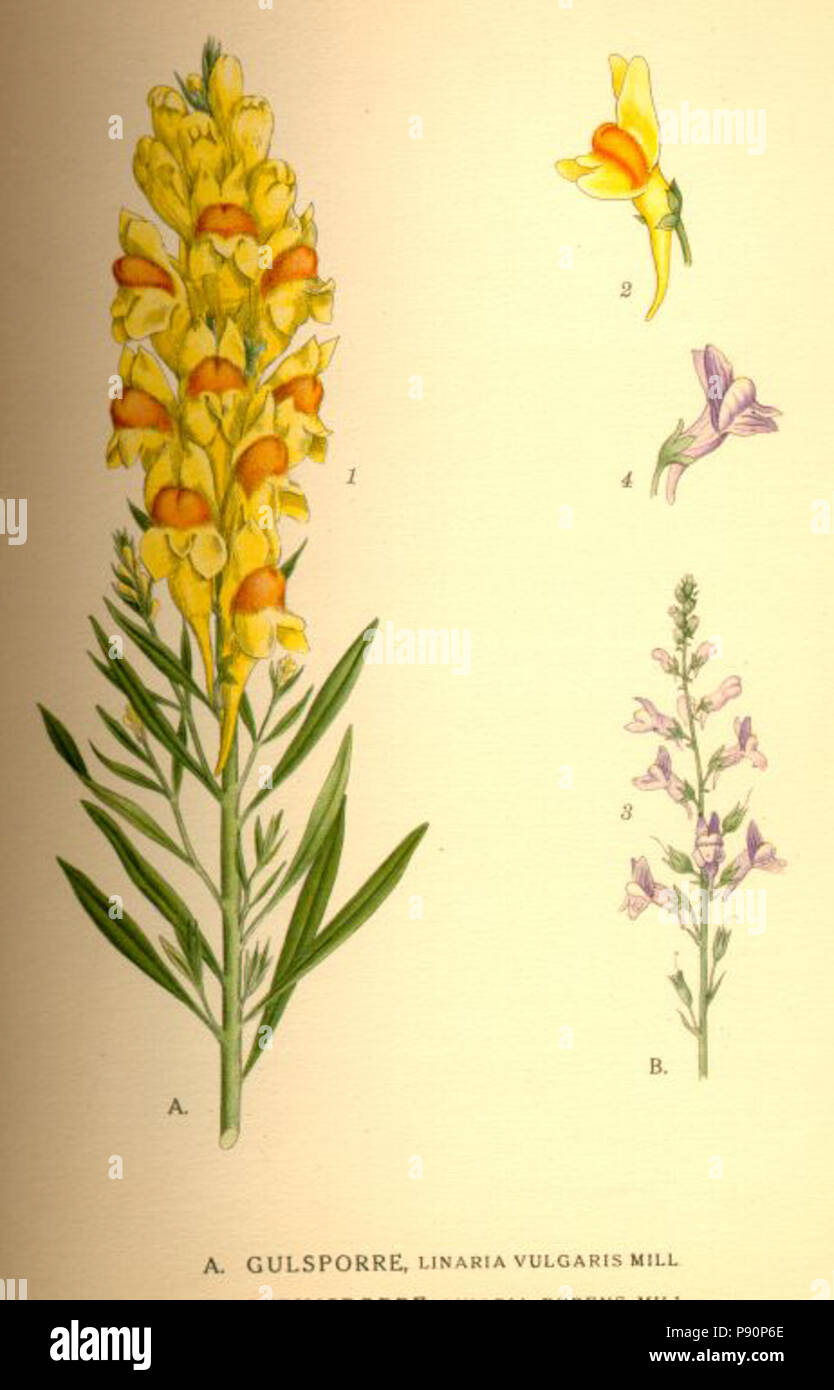 Yellow wildflower linaria hi-res stock photography and images - Alamy