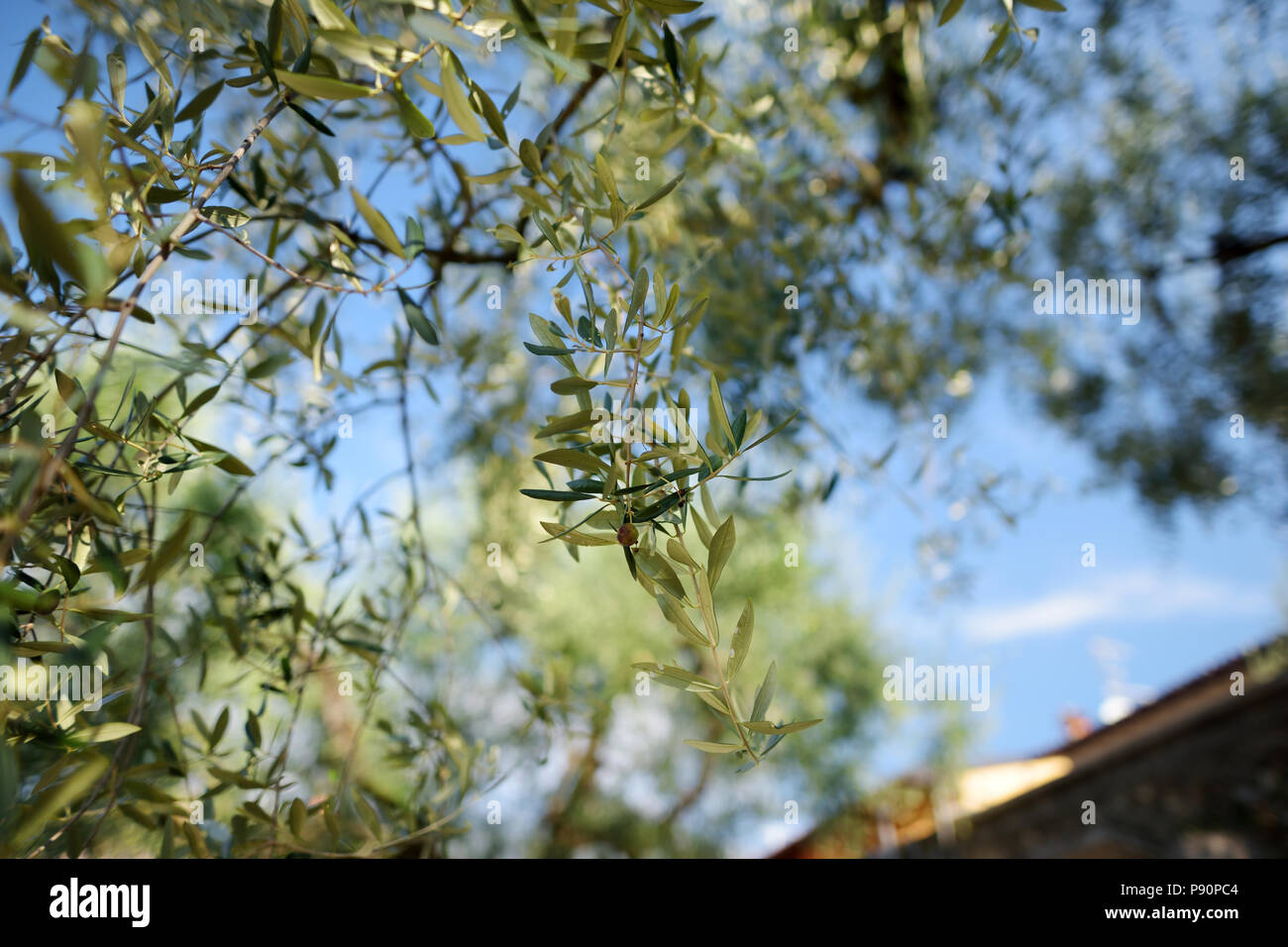 Beautiful olive tree hi-res stock photography and images - Alamy