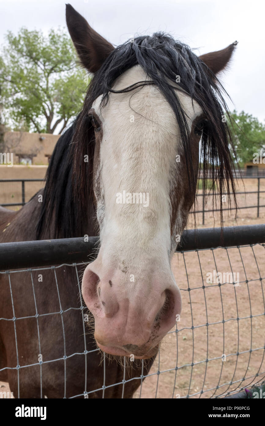 horse head portrait Stock Photo - Alamy
