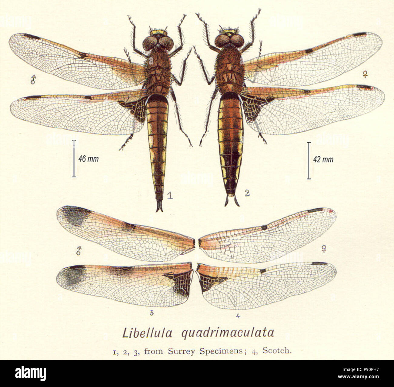 Libellulaquadrimaculata hi-res stock photography and images - Alamy