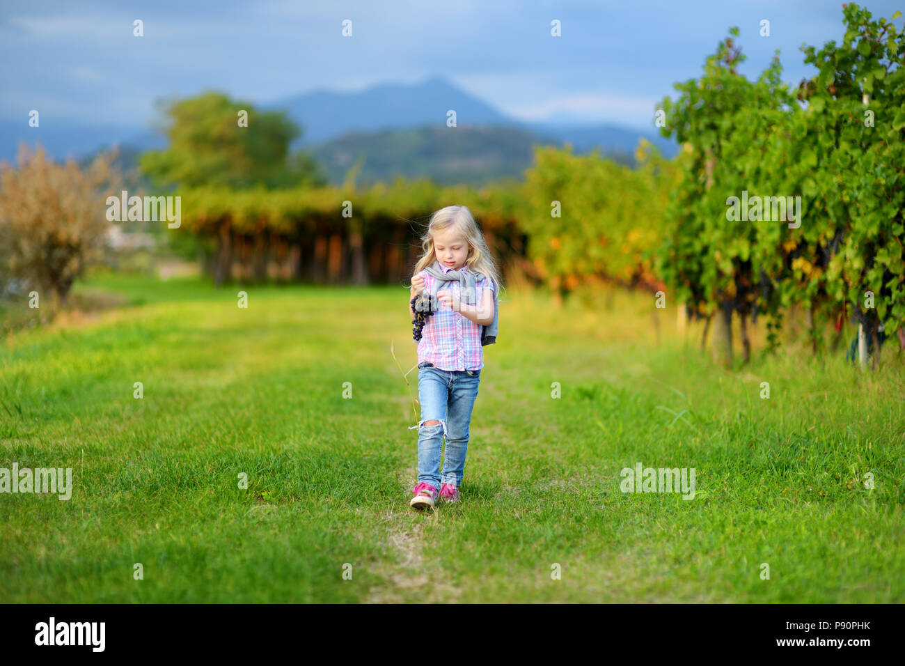 Cute little girl harvesting grapes in a vineyard. Child eating fresh ...