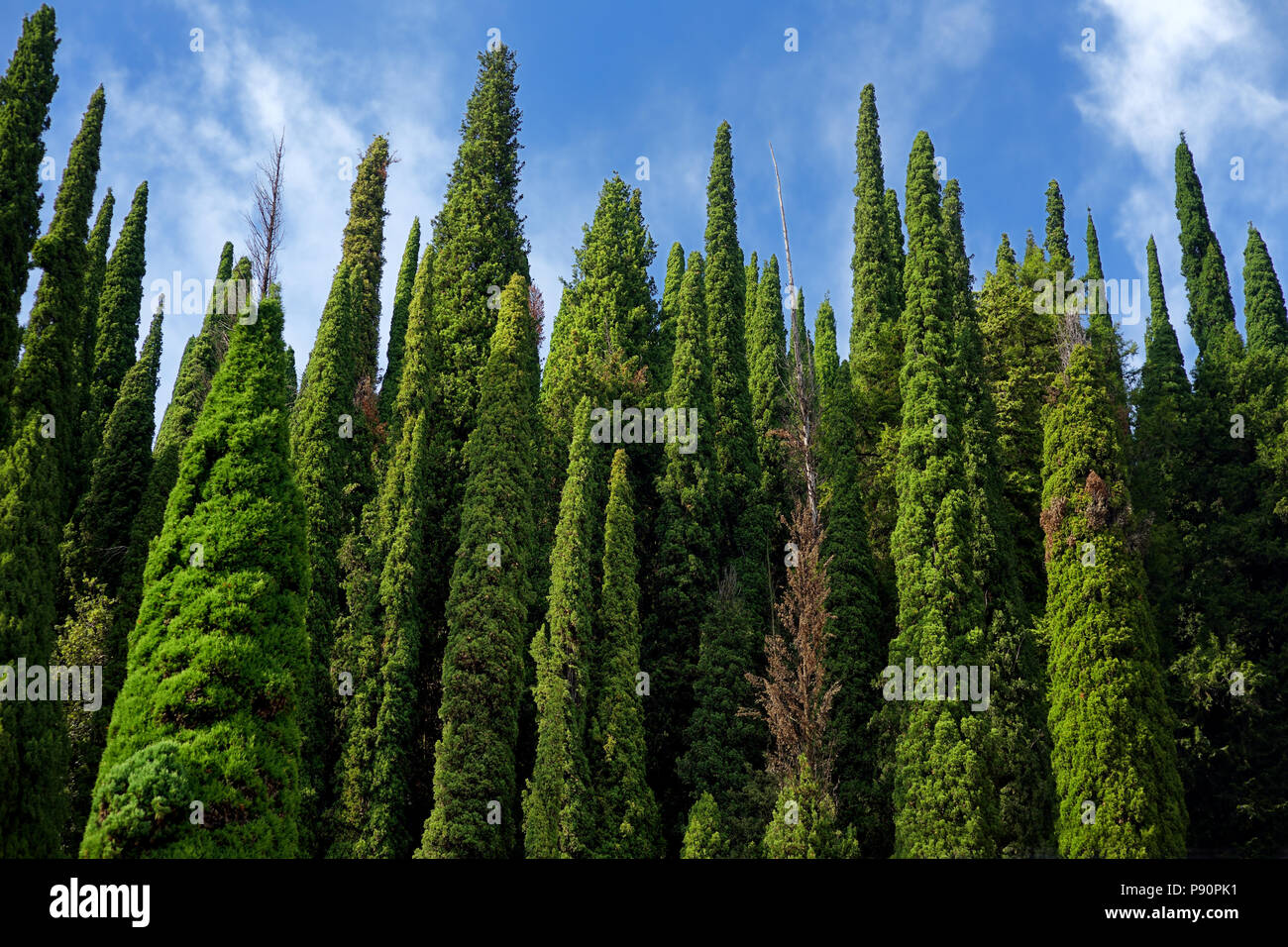 Beautiful tall cypress tree wall with blue cloudy sky above Stock Photo ...