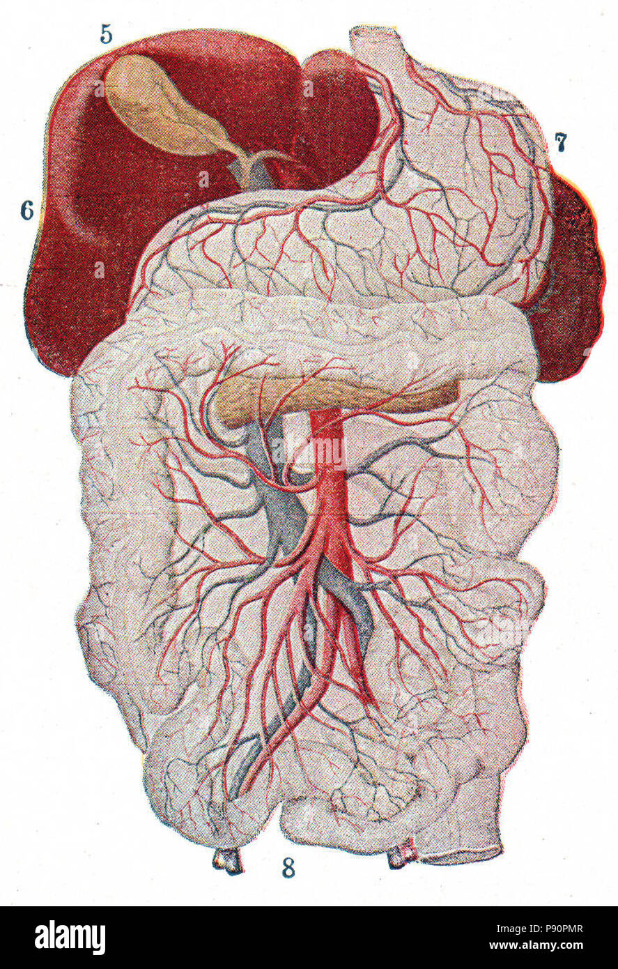 Diagram of the human digestive system hi-res stock photography and ...