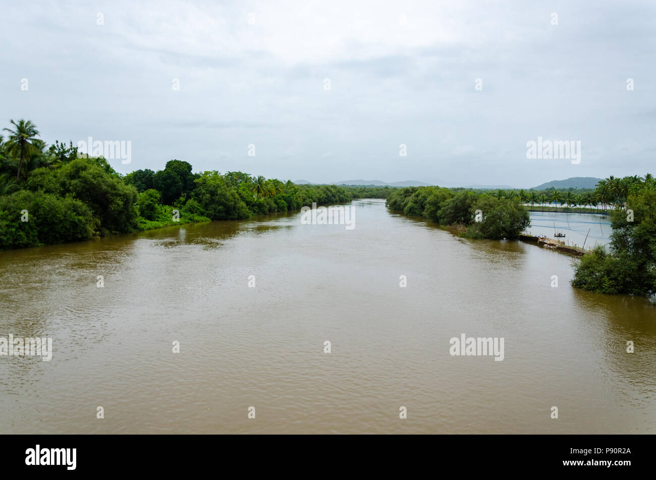 Mangrove forests along the Sal river as seen from Assolna, Goa, India ...