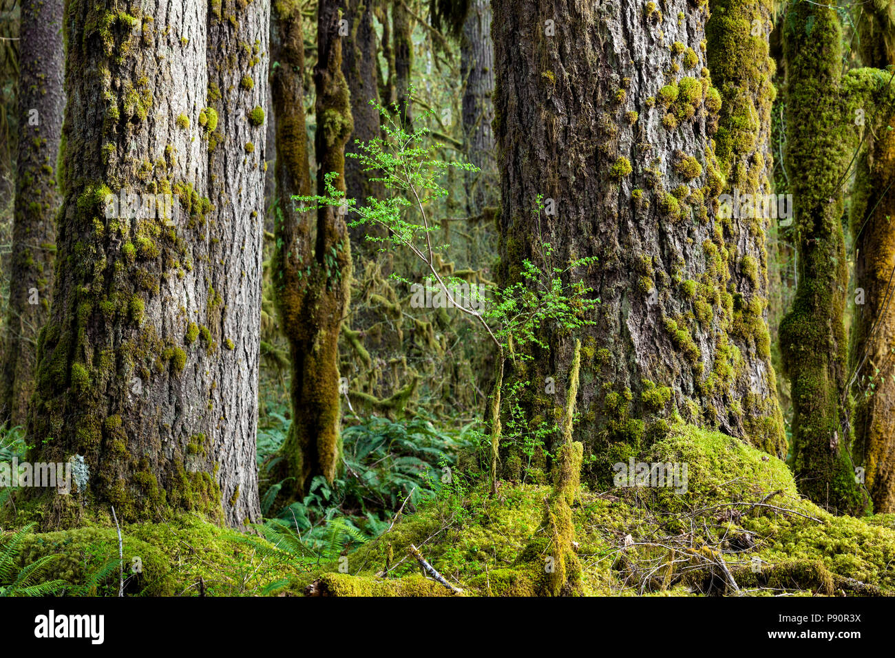 Graves park hi-res stock photography and images - Alamy