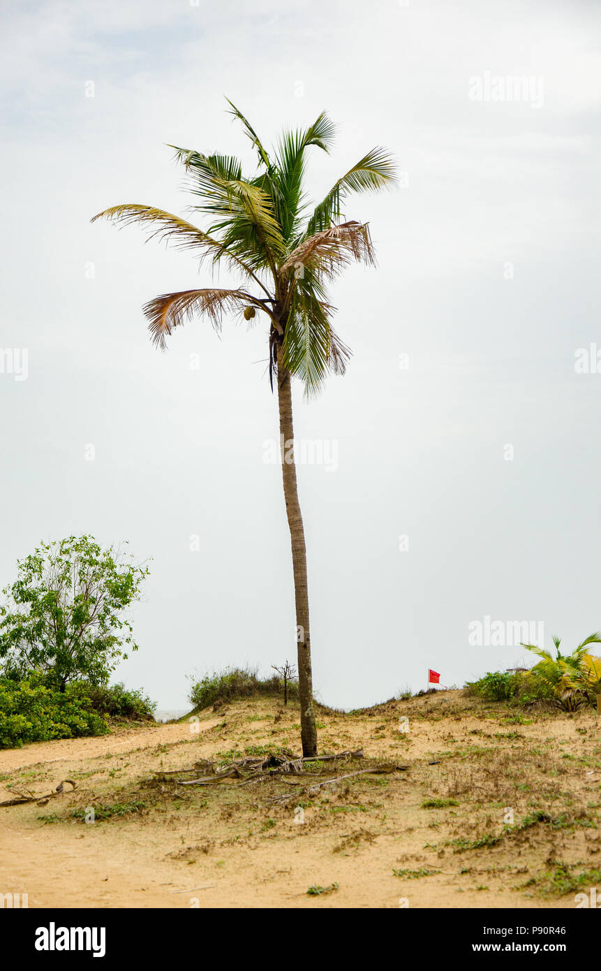 Lone coconut tree standing at the entrance to Betul Beach, Cavelossim ...