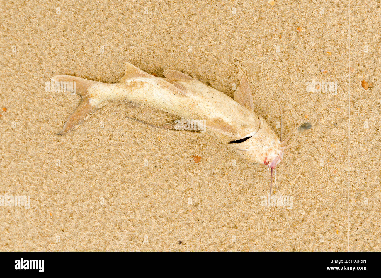 Single fresh fish catch lying on sand at Betul beach, Cavelossim, Goa ...