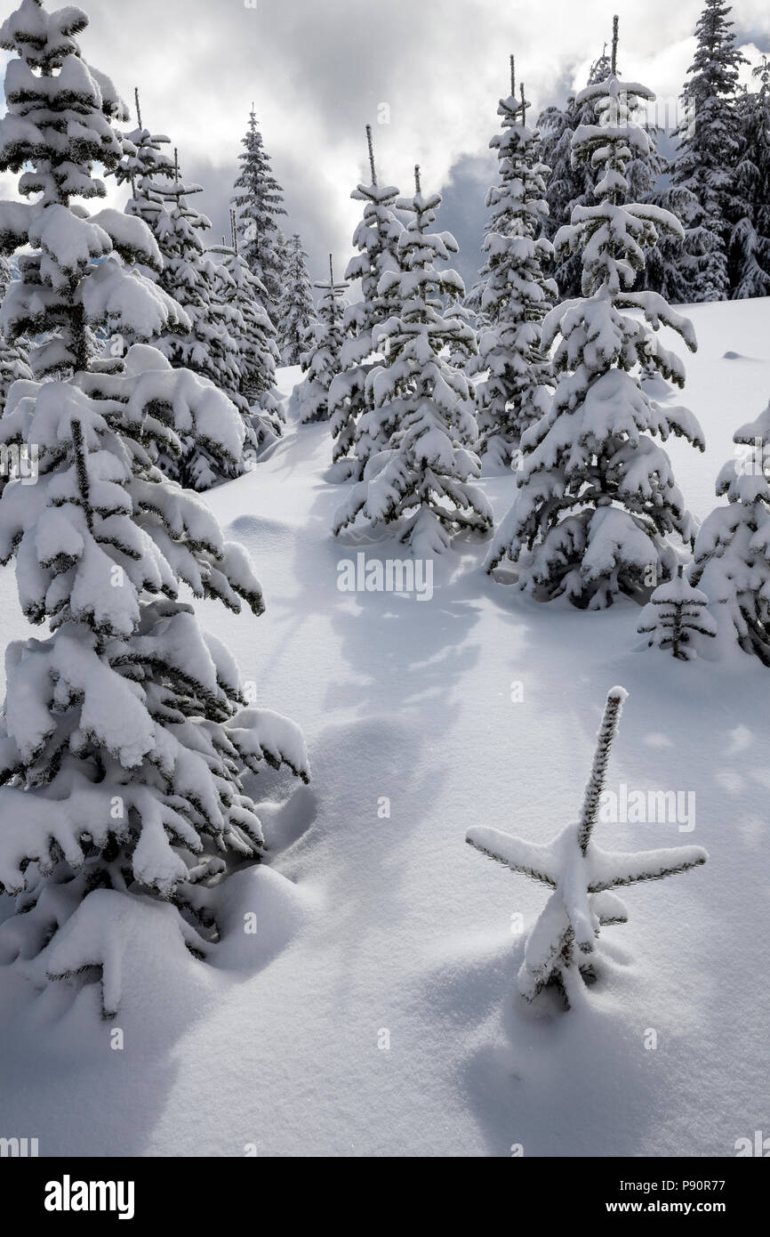 Snow smothered trees hi-res stock photography and images - Alamy