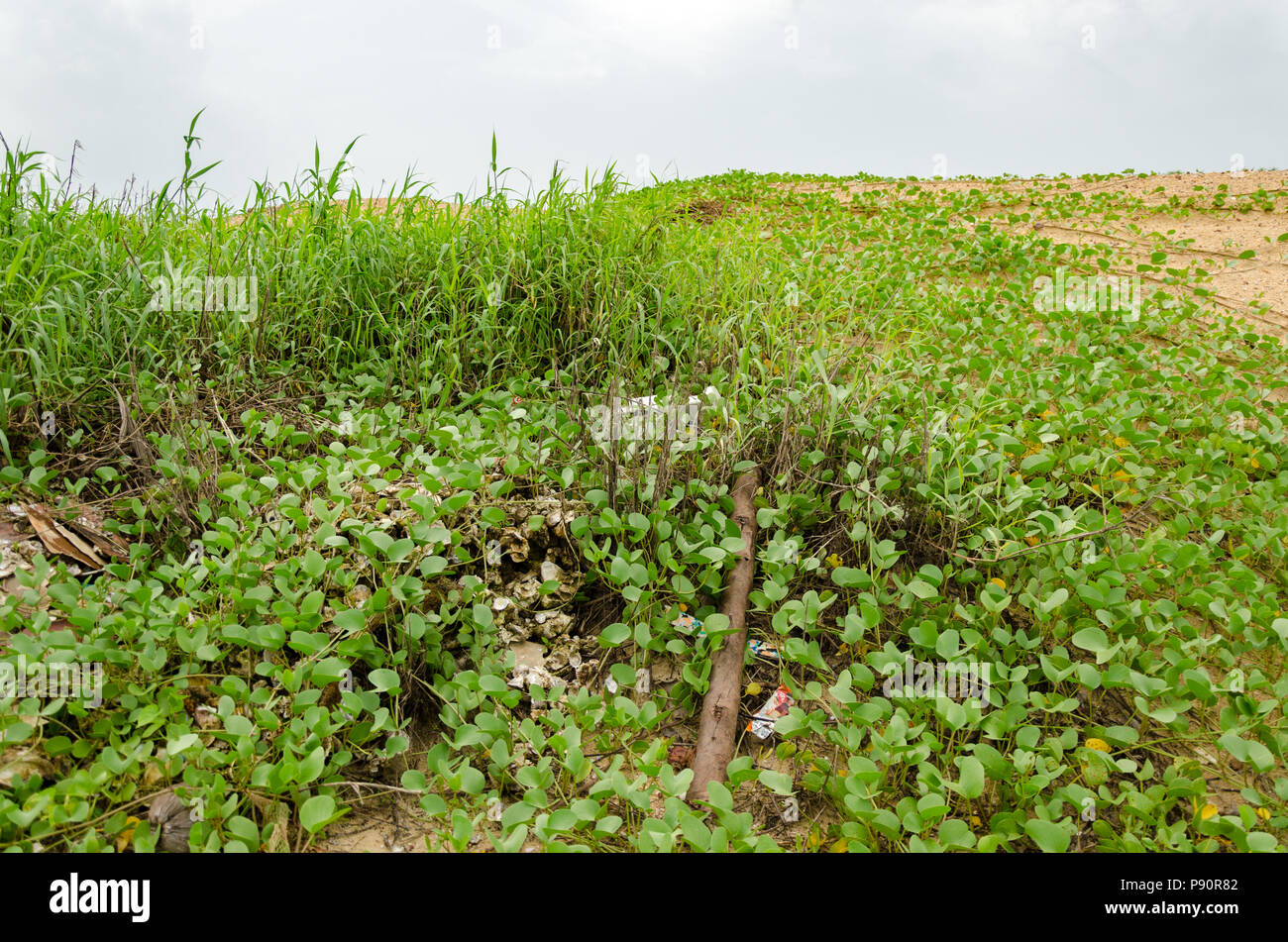 Goa plant species hi-res stock photography and images - Alamy