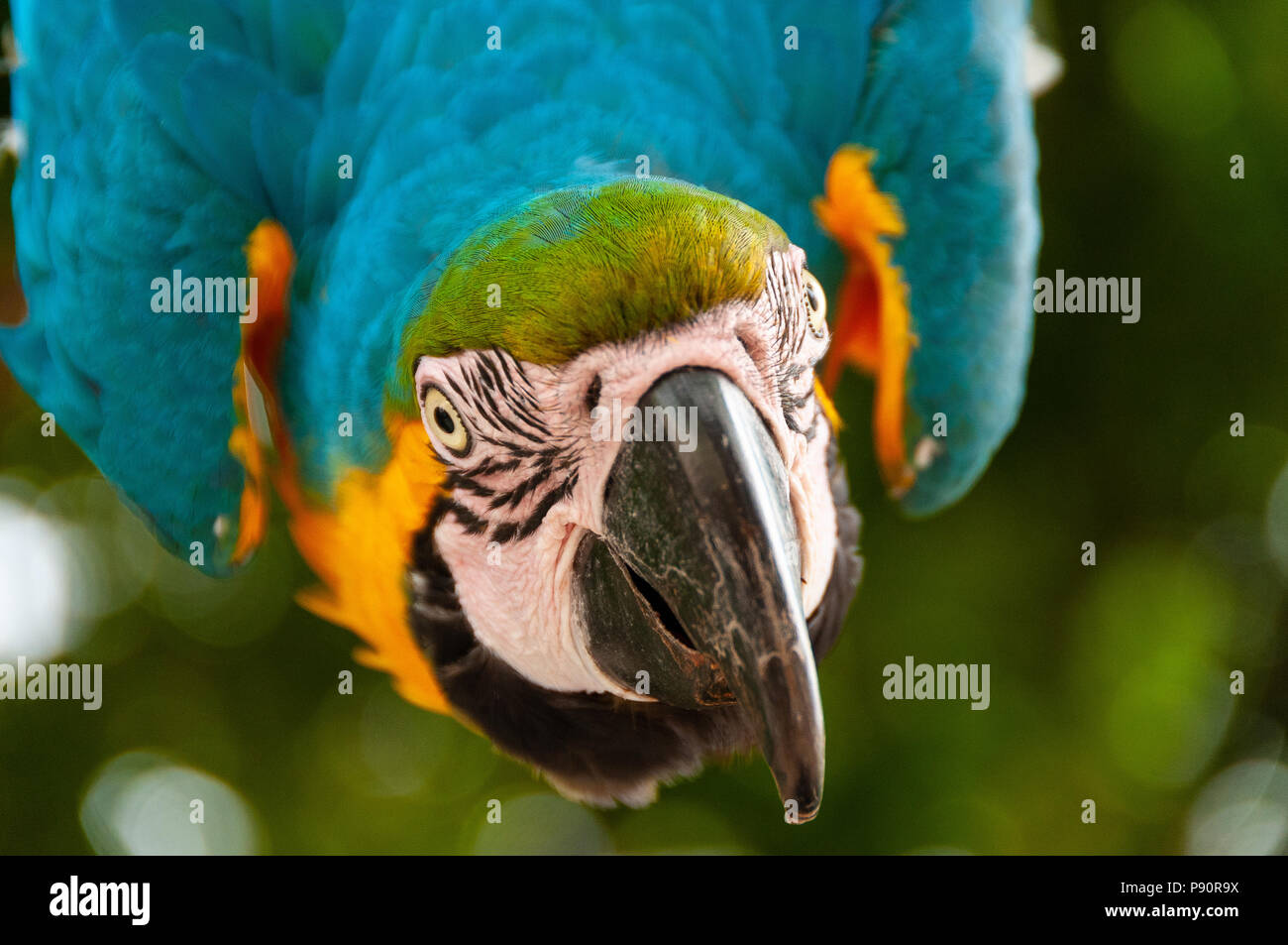 The most colourful birds hi-res stock photography and images - Alamy