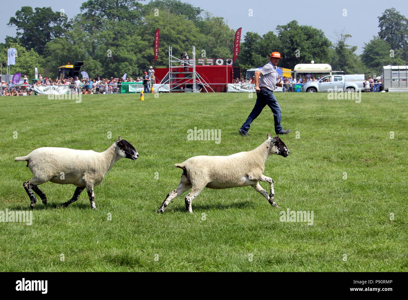 Sheep dog trial hi-res stock photography and images - Alamy