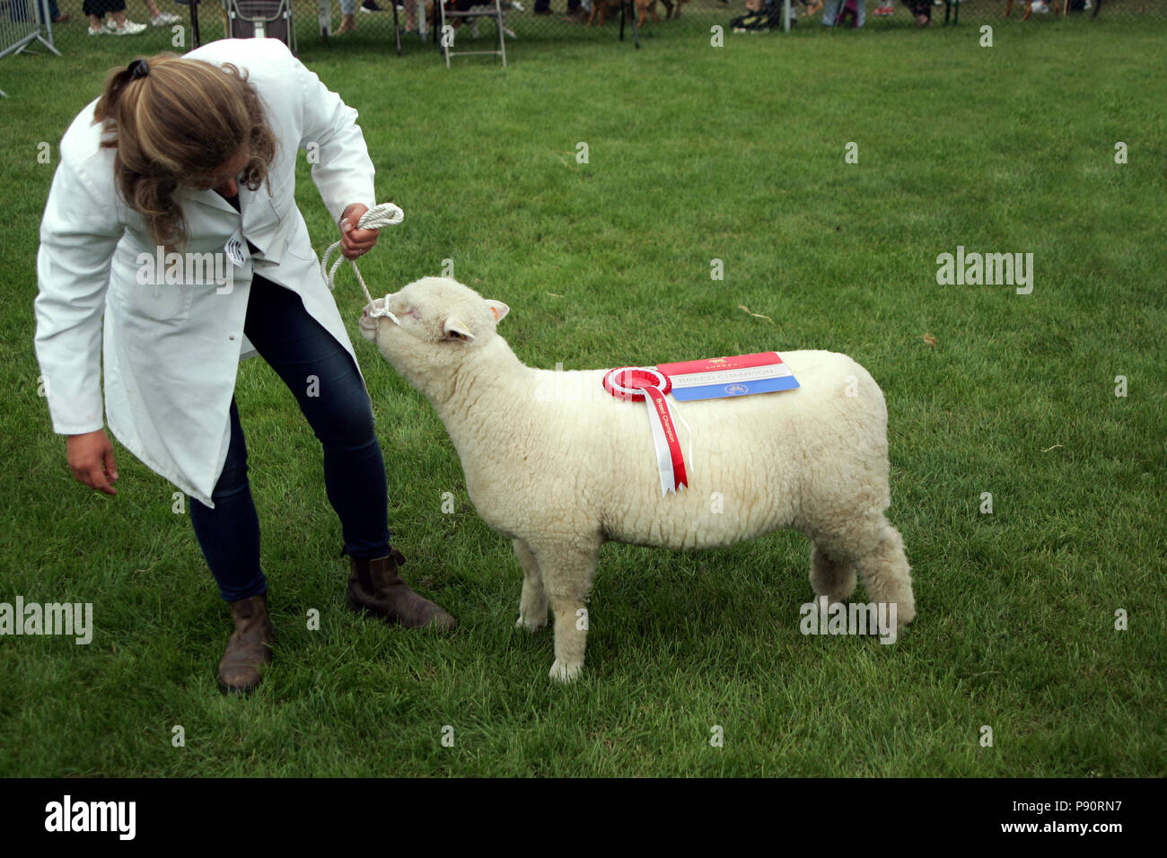 Award winning sheep hi-res stock photography and images - Alamy