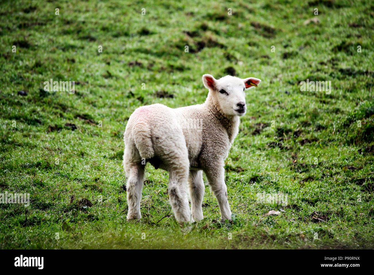 Farmer lamb uk hi-res stock photography and images - Alamy